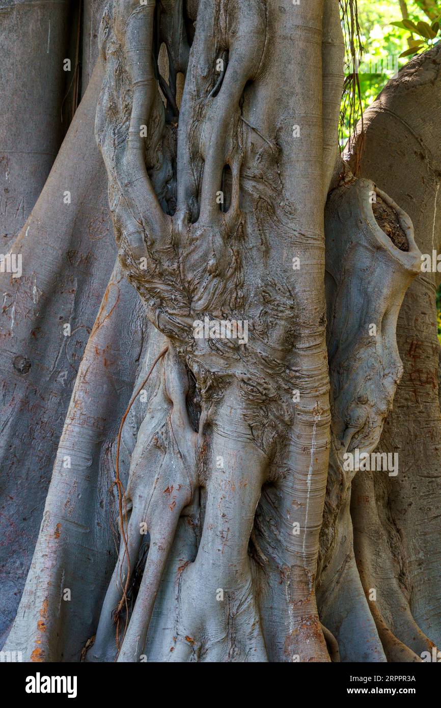 Strong roots hi-res stock photography and images - Alamy