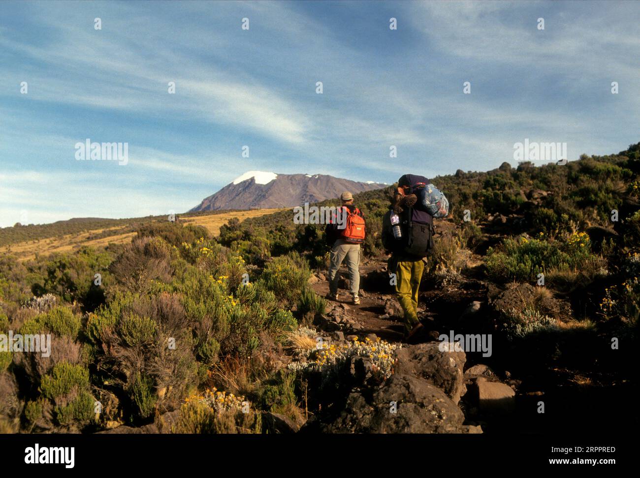 Walking on the Marangu route, on the way to Mount Kilimanjaro in the ...
