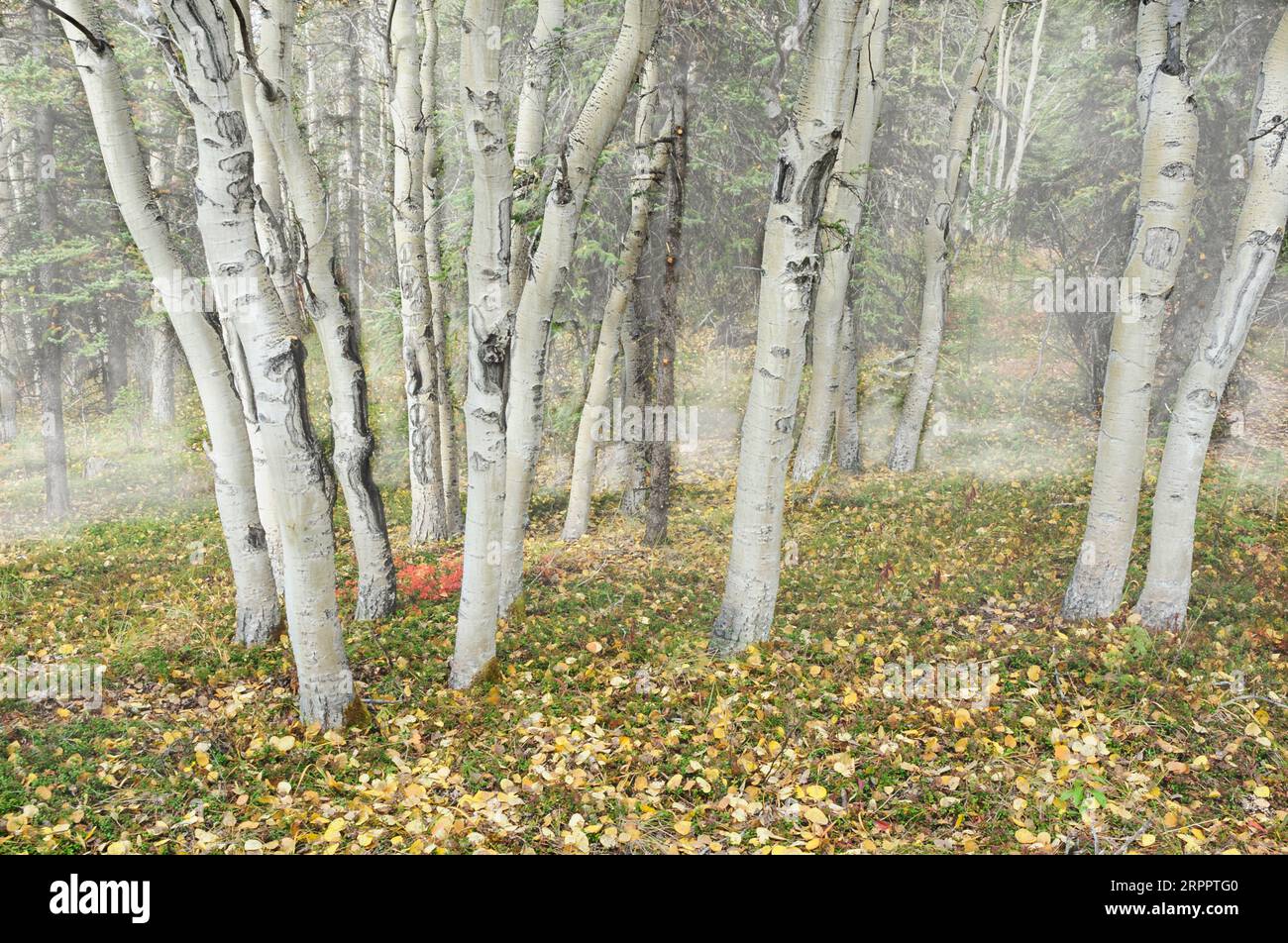 Birch plants hi-res stock photography and images - Alamy