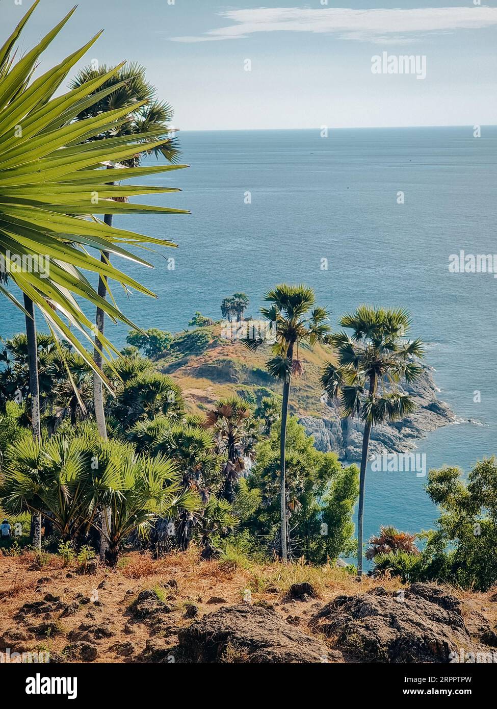 A lush tropical landscape featuring tall palm trees framing the view of ...