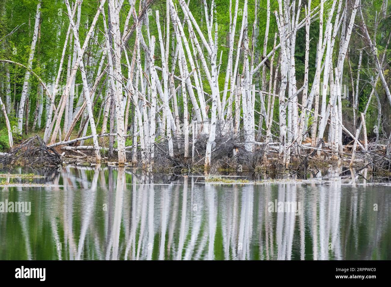 Birch plants hi-res stock photography and images - Alamy