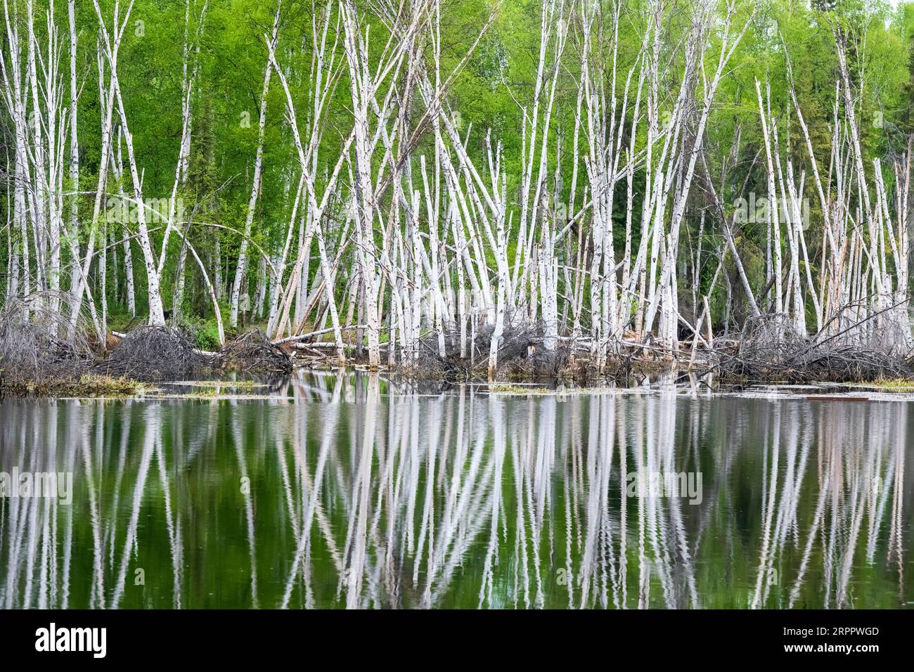Birch trees, Alaska Stock Photo - Alamy