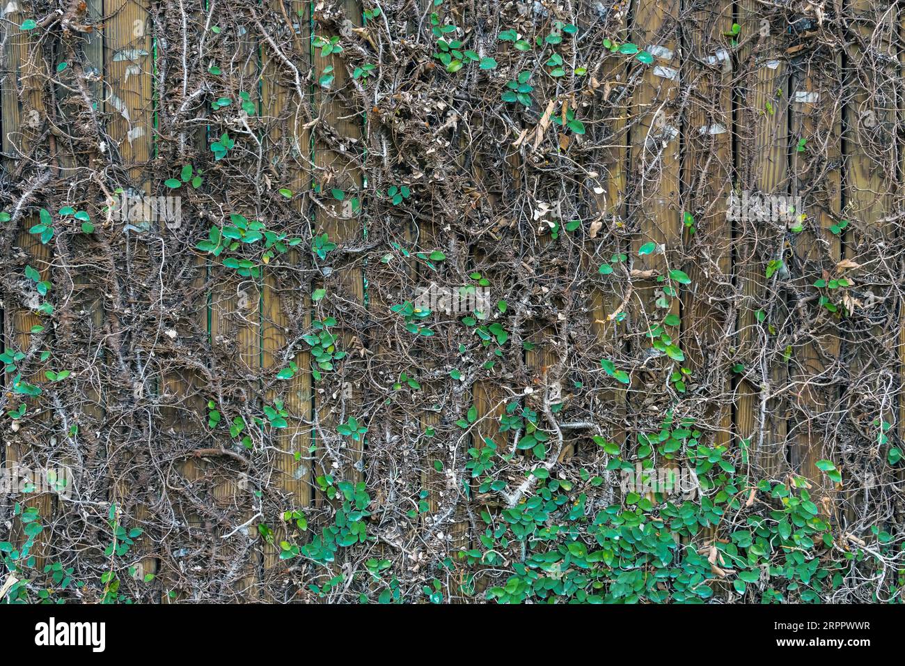 Climbing fig or Creeping fig (Ficus Pumila) the ivy plants are creeping ...