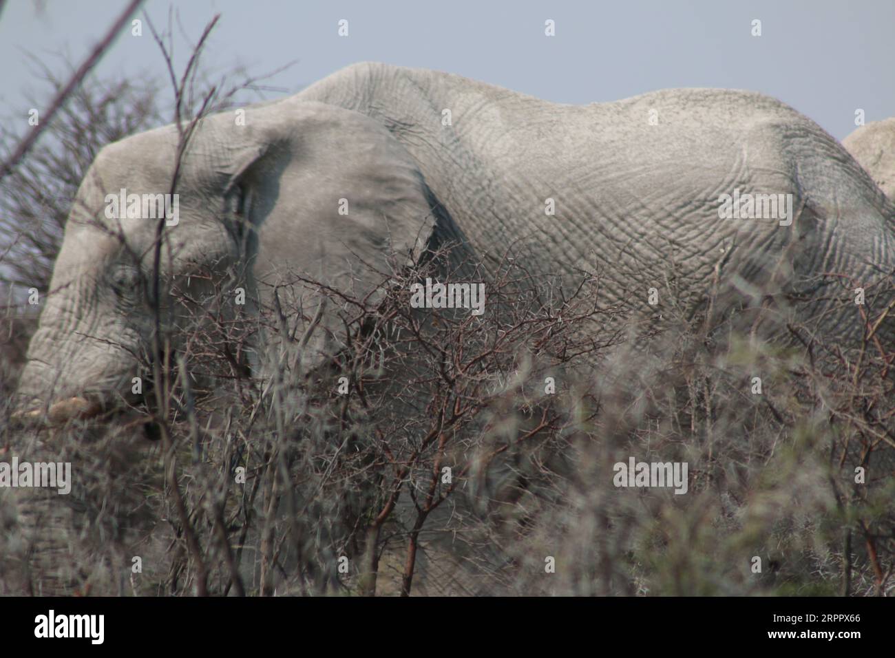 Catching up the Wilderness in Forest and in Namibia Africa Stock Photo ...