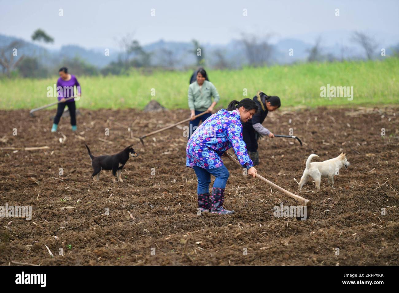 China pigs rural hi-res stock photography and images - Alamy