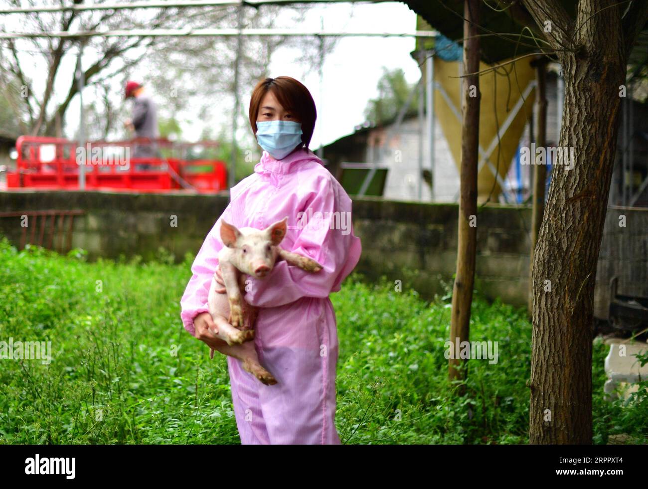China pig farm 2020 hi-res stock photography and images - Alamy
