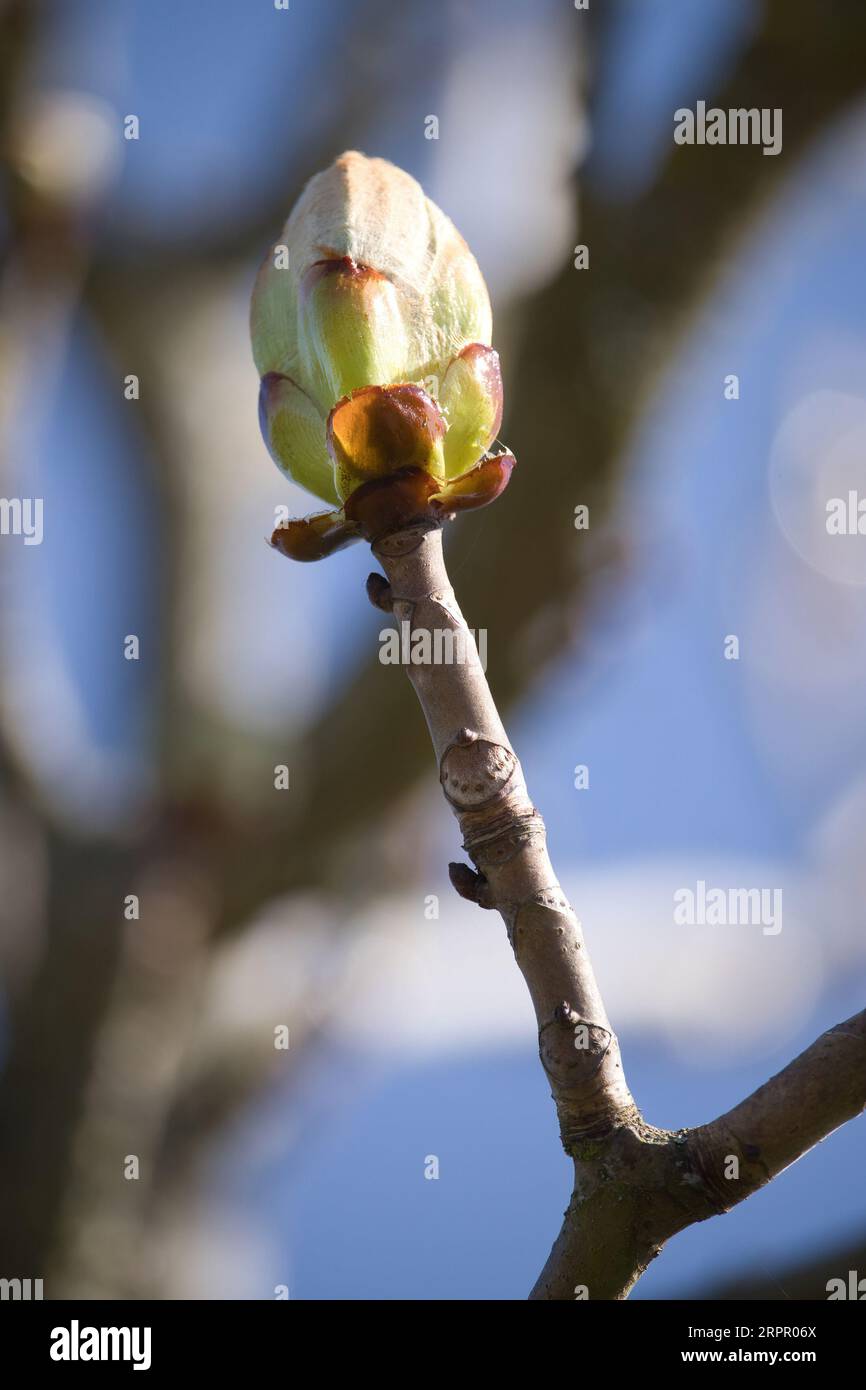 Bud on the end of a twig on a tree in rural Germany on a sunny spring ...