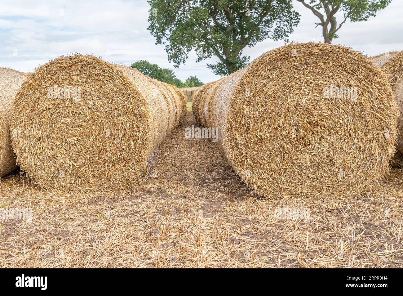 Hay bales lined up after the harvest in the UK Stock Photo - Alamy
