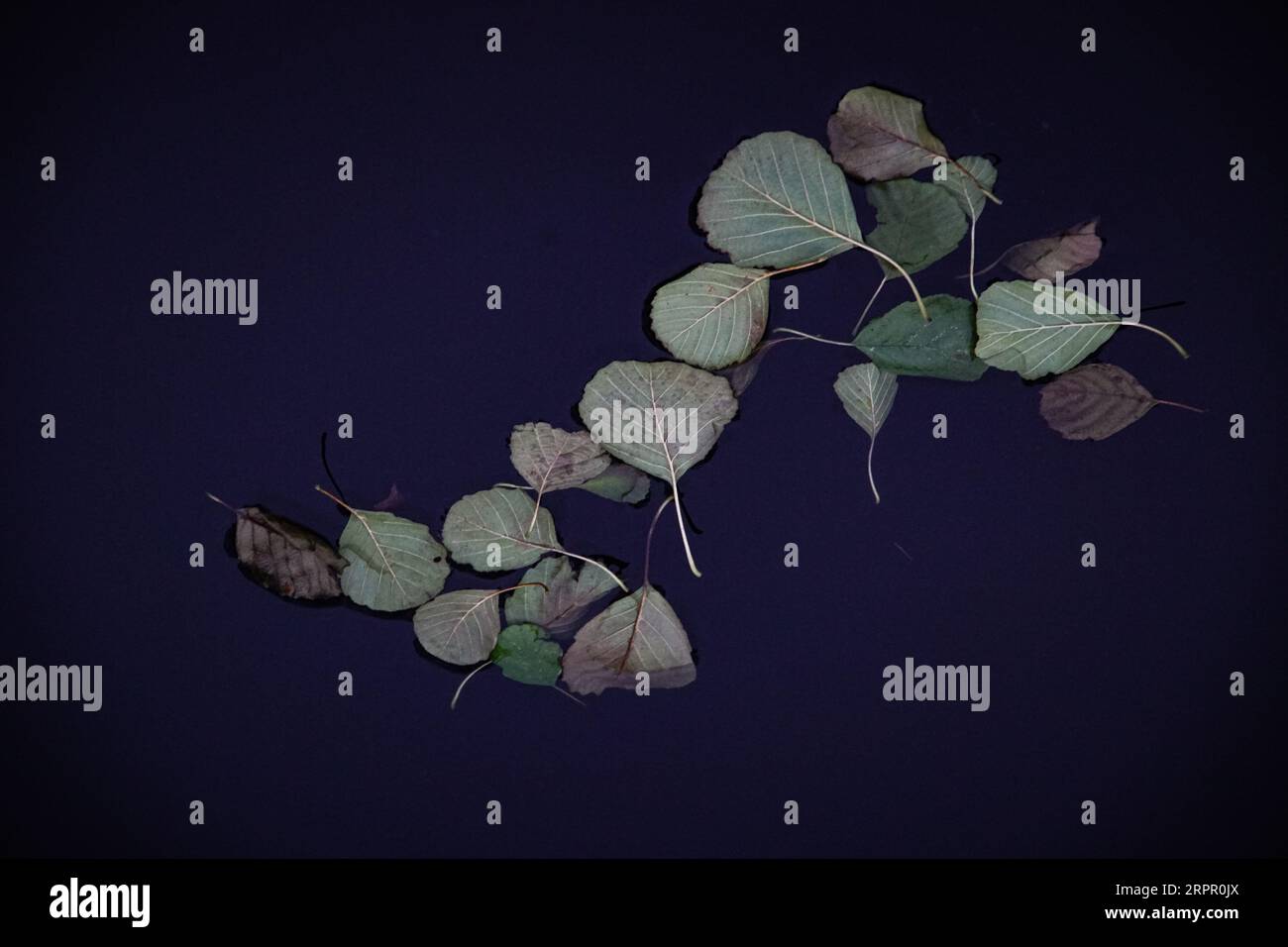 Little green floating leaves hi-res stock photography and images - Alamy
