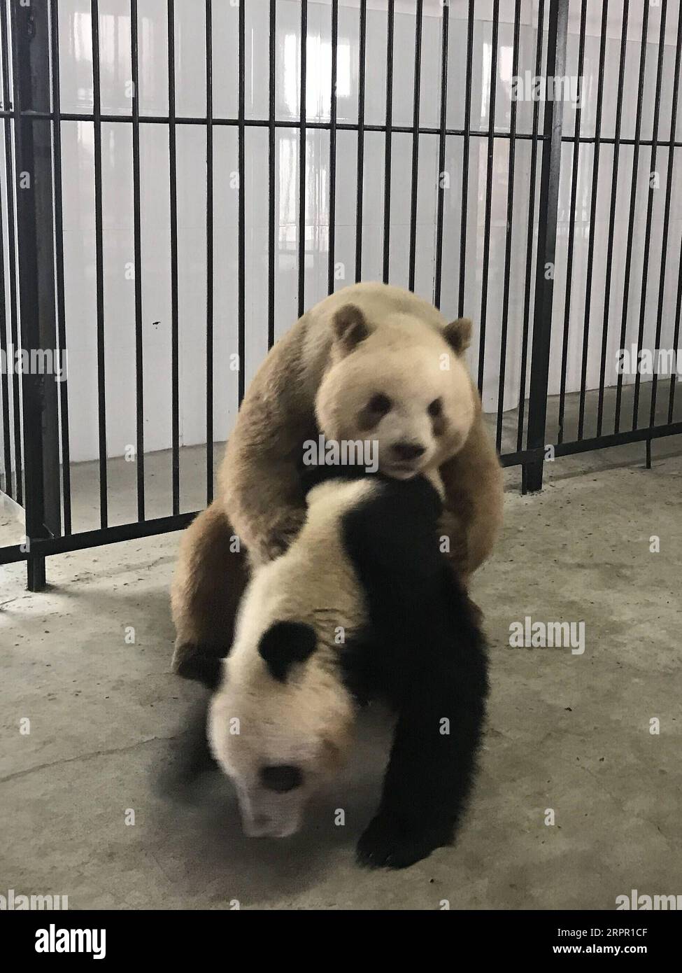 Male and female human mating hi-res stock photography and images - Alamy