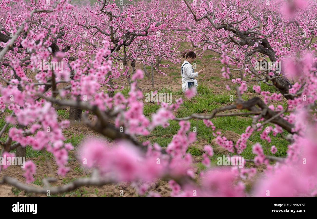 200325 -- XI AN, March 25, 2020 -- A tourist views peach blossoms at a ...