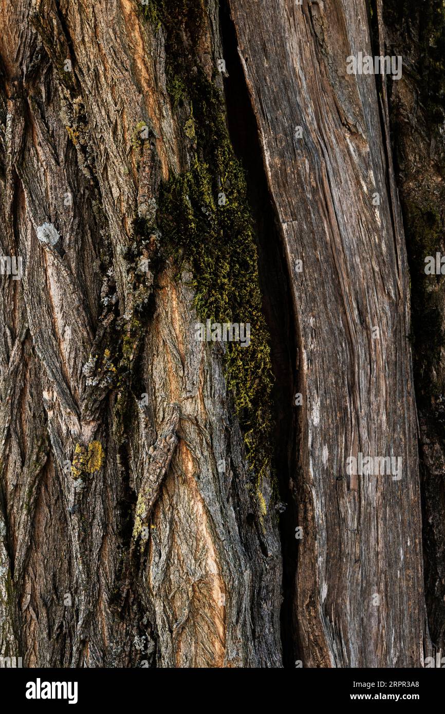Striped bark hi-res stock photography and images - Alamy