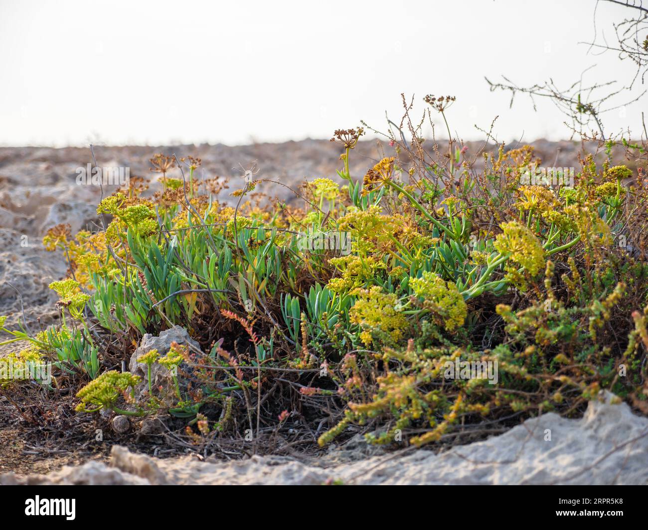 Plants growing on cliff hi-res stock photography and images - Alamy