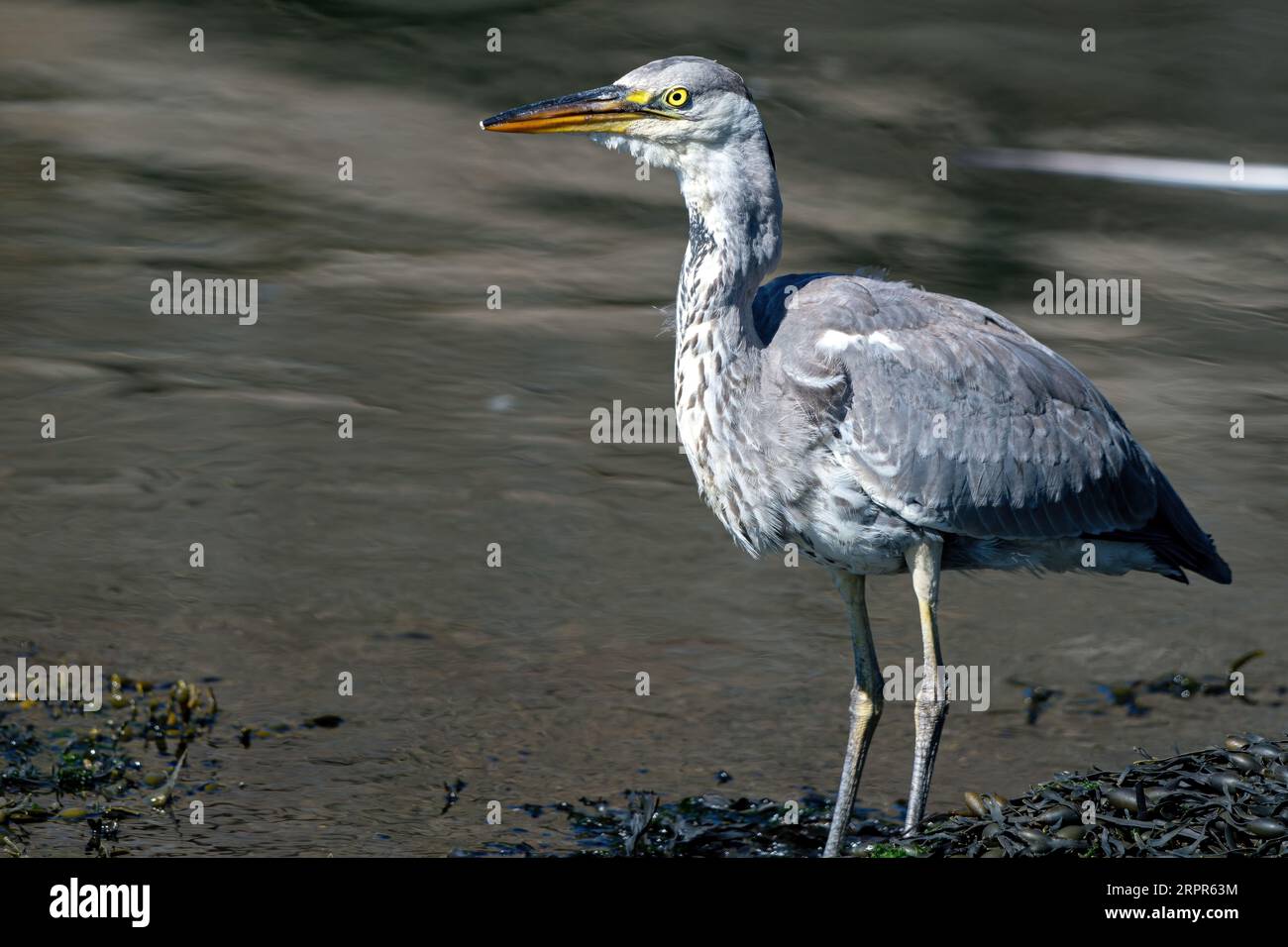 The Grey Heron Stock Photo - Alamy