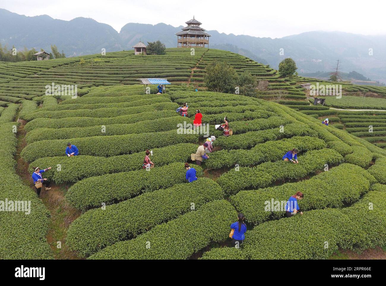 Tea plantations rural setting hi-res stock photography and images - Alamy