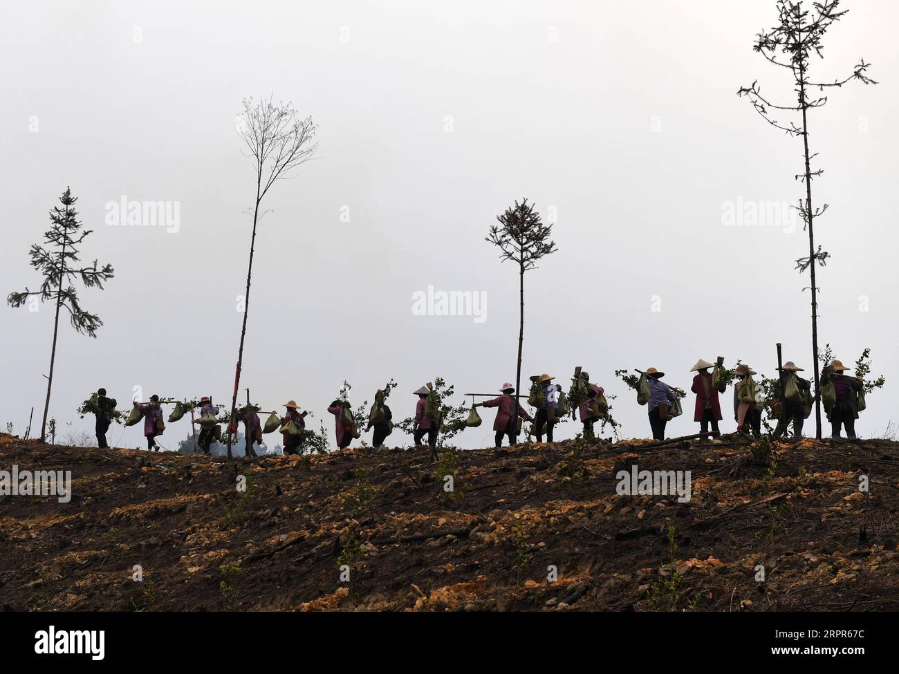 Tea plantations rural setting hi-res stock photography and images - Alamy