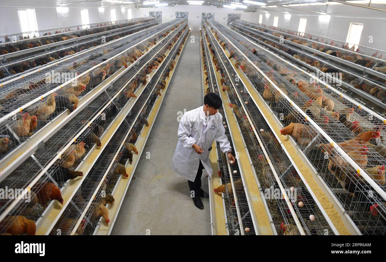 Chicken battle hi-res stock photography and images - Alamy