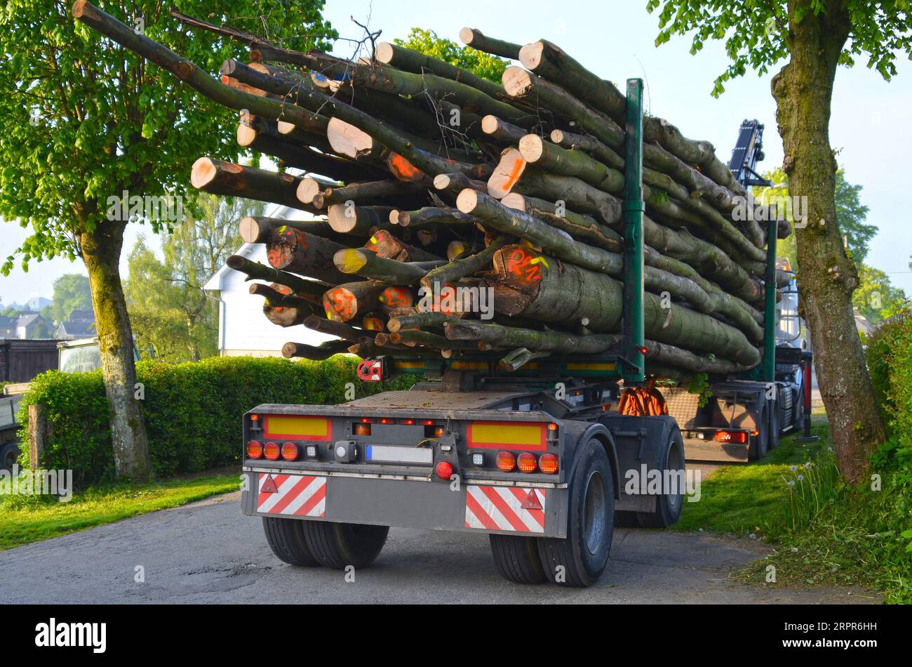 Large wood transporter truck with long tree trunks on a public road ...