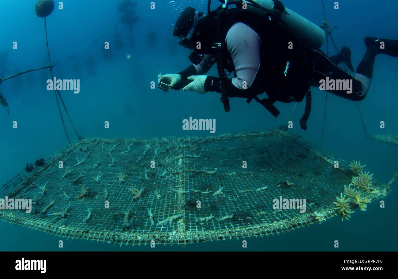 Marine ranching china hi-res stock photography and images - Alamy