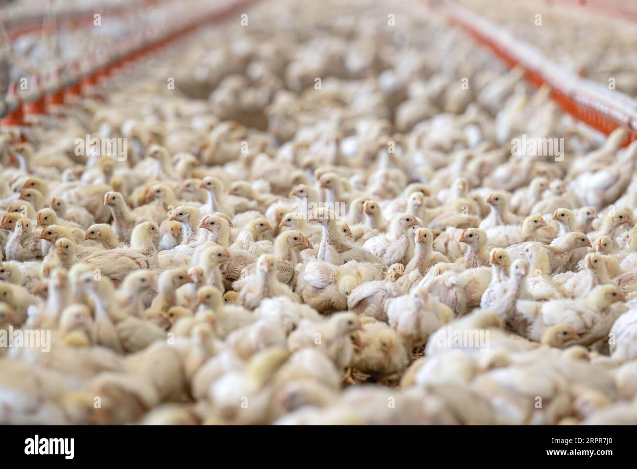 Hubbard chicken hi-res stock photography and images - Alamy