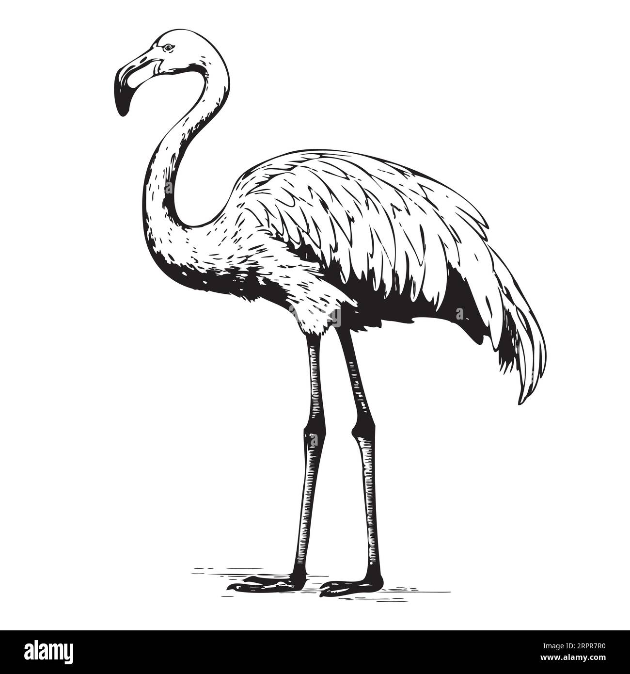 Flamingo Bird Sketch Hand Drawn Sketch Vector Stock Vector Image And Art Alamy