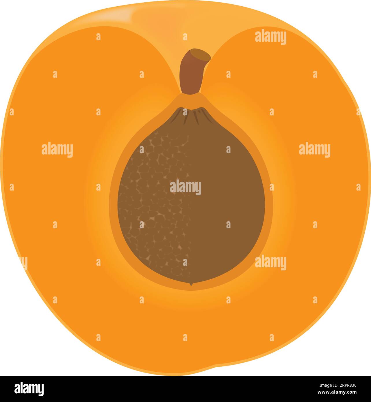 Apricot flesh Stock Vector Images - Alamy