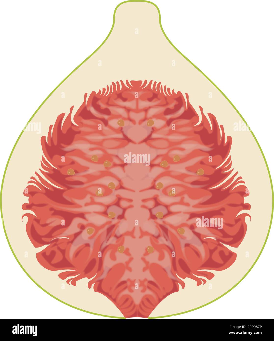 Fresh Green Fig Cut In Half Stock Vector Image & Art - Alamy