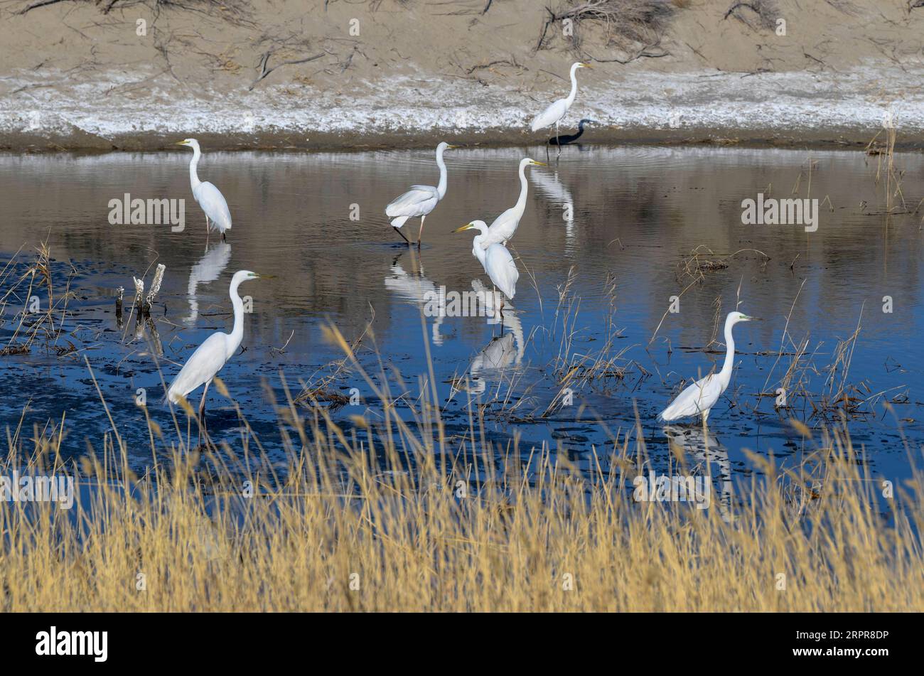 200329 -- FUHAI, March 29, 2020 -- Birds are seen at Ulunggur Lake in ...