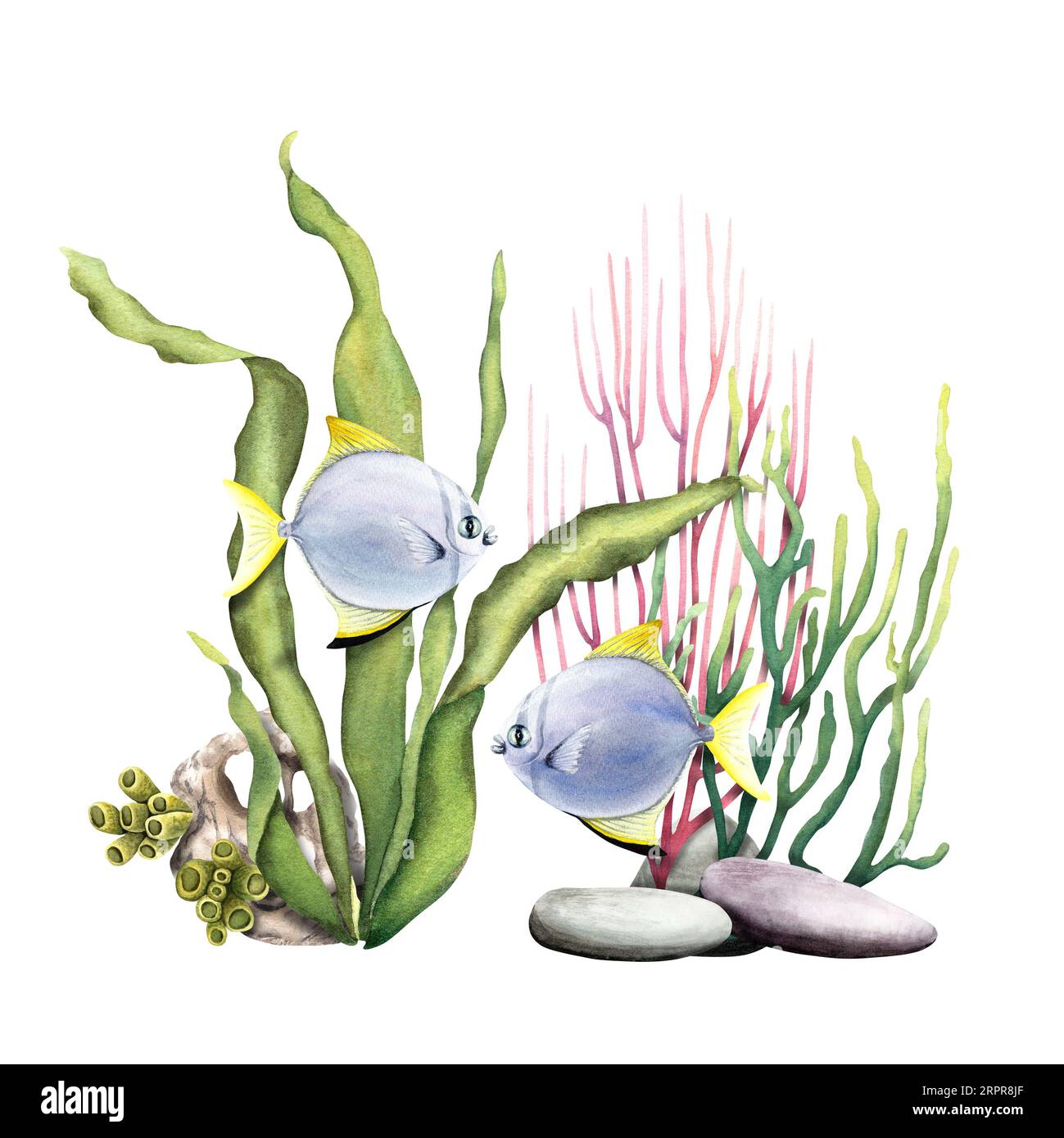 Underwater composition with corals and exotic fishe. Watercolor ...