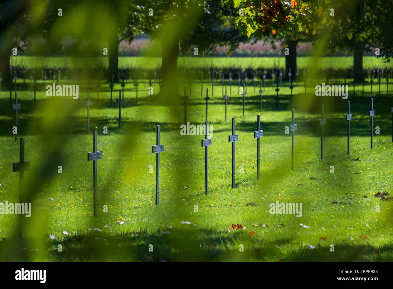 German war graves seen through the leaves of a weeping willow in the ...