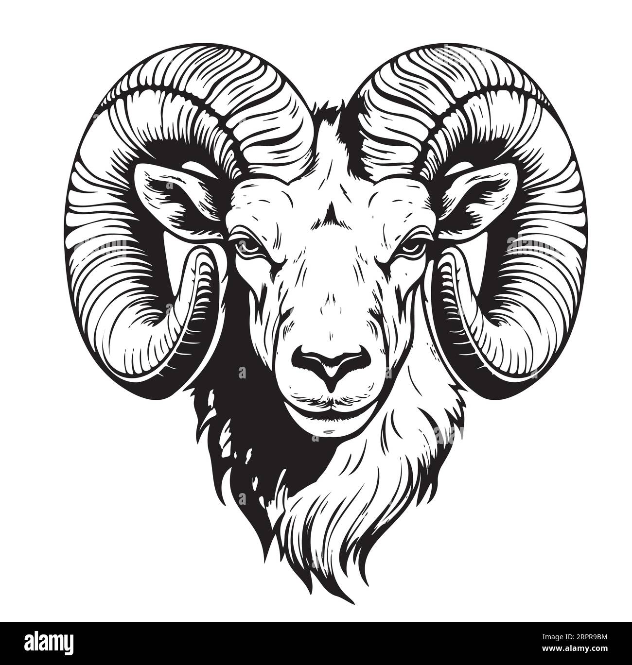 Mountain ram face hand drawn sketch Vector Stock Vector Image & Art - Alamy Mountain ram face hand drawn sketch Vector Stock Vector Image & Art - Alamy