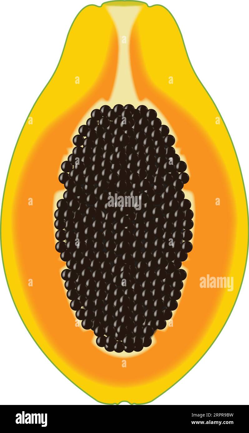 Papaya papaw pawpaw fruit Stock Vector Images - Alamy