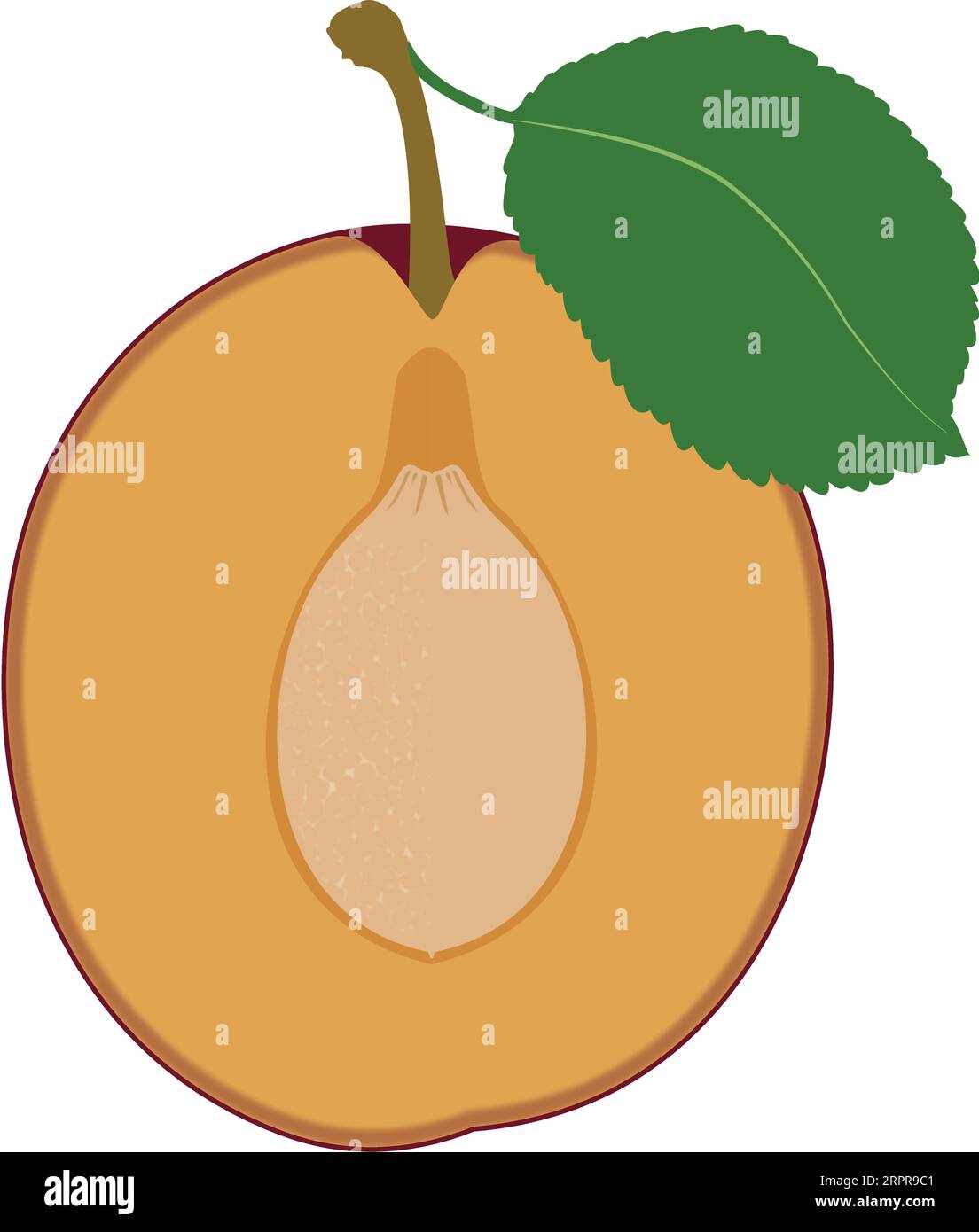 Plum cut in half Stock Vector Images - Alamy