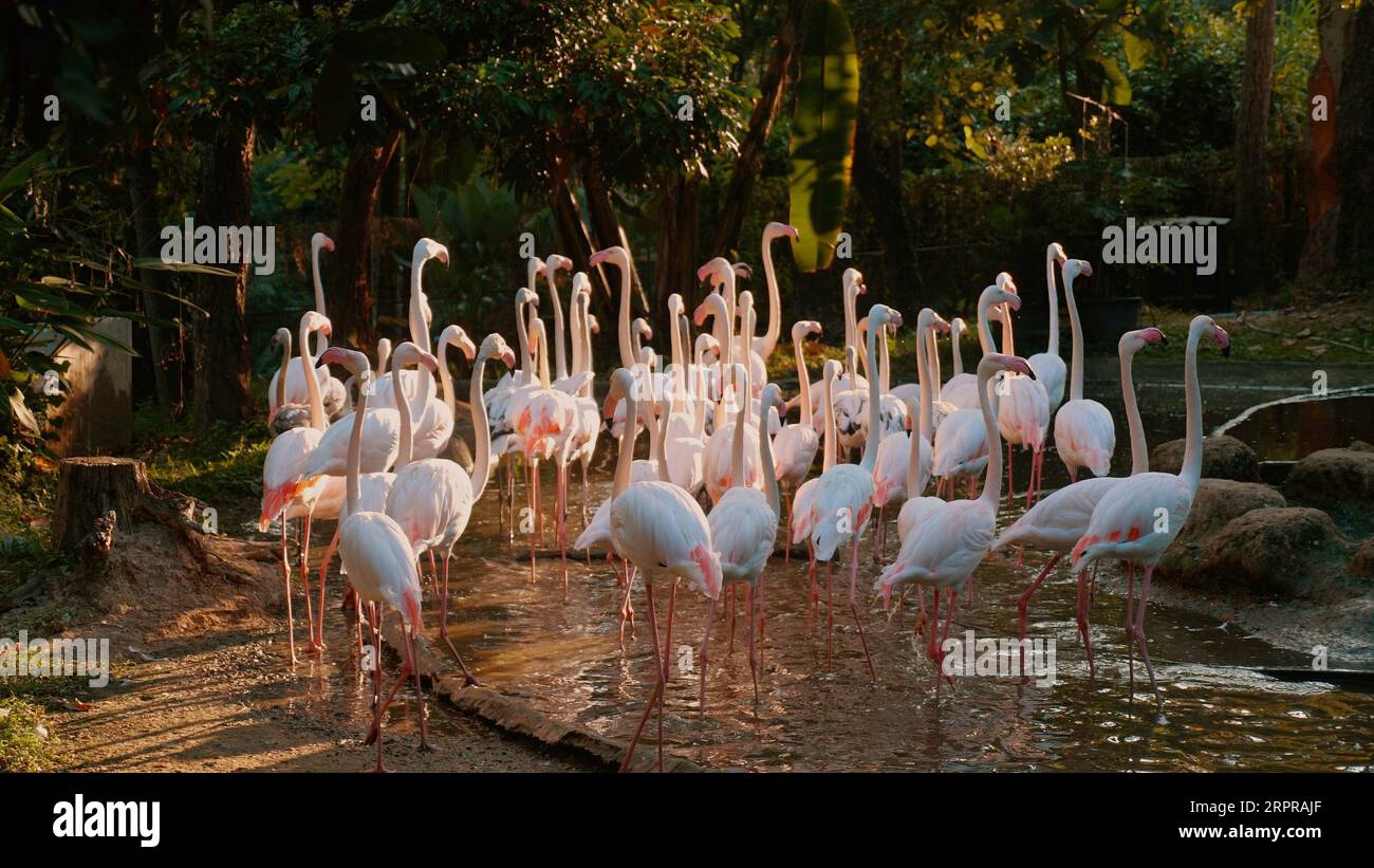 Zoo in the caribbean hi-res stock photography and images - Alamy