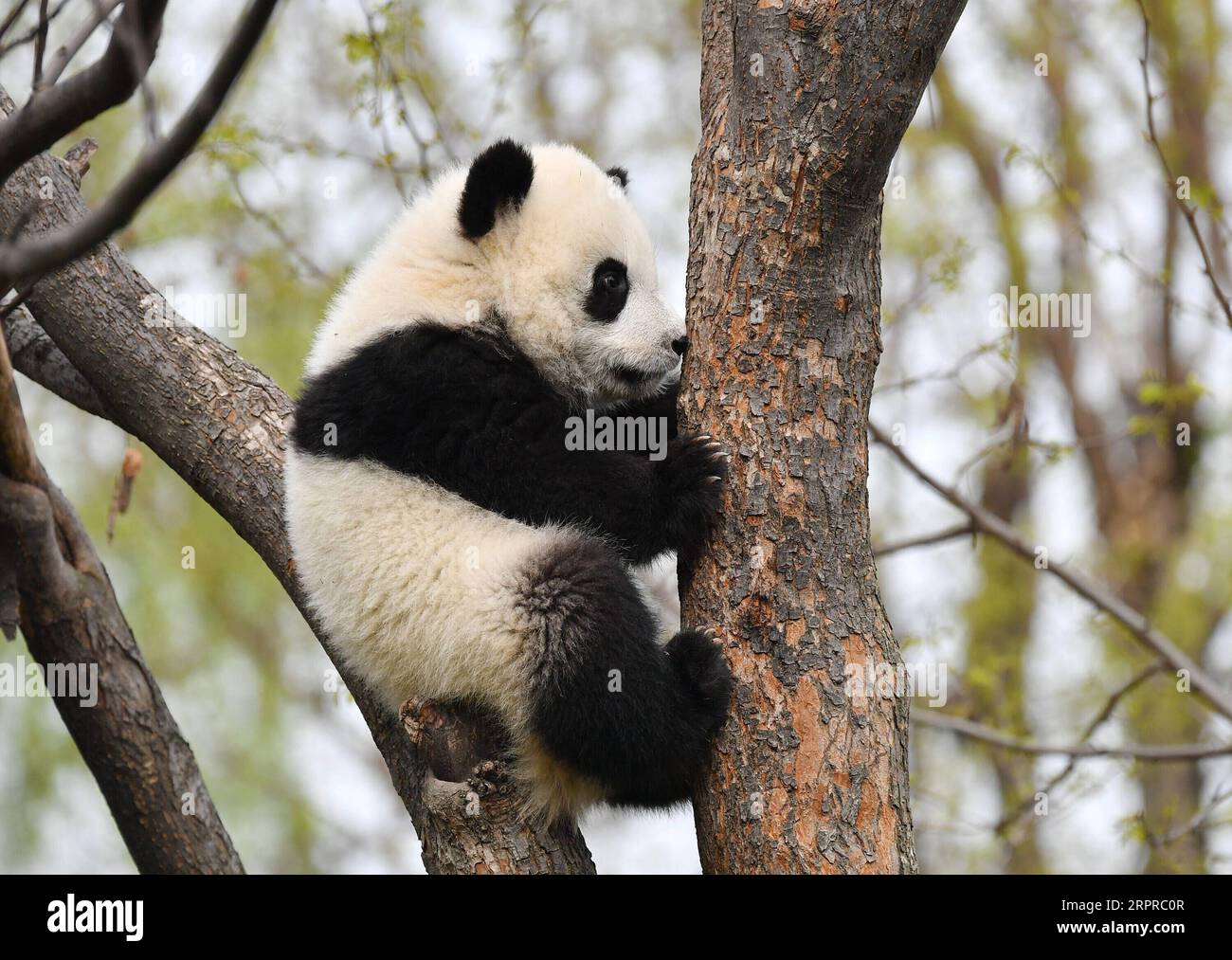 Xi yuan hi-res stock photography and images - Alamy