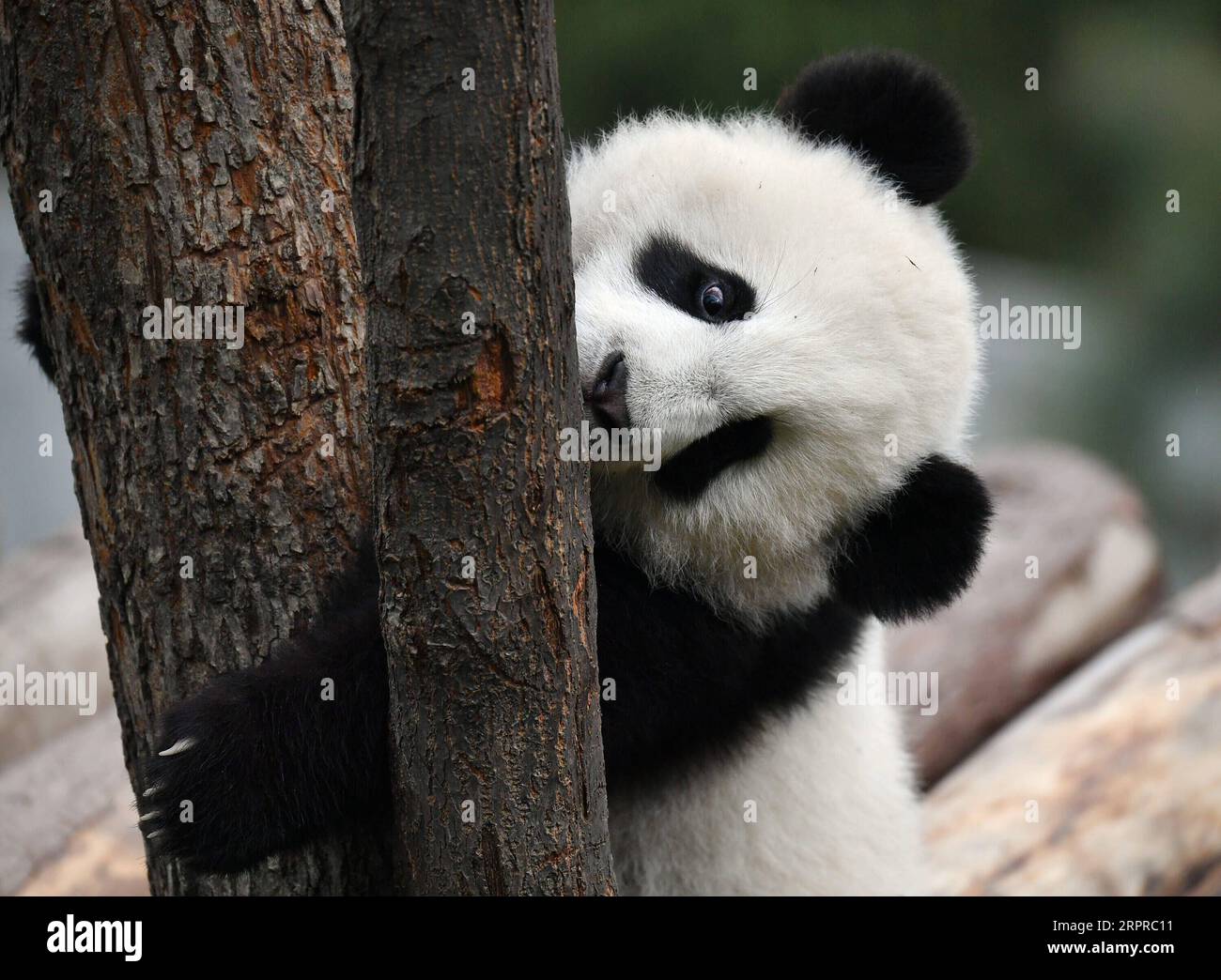 200331 -- XI AN, March 31, 2020 -- Giant panda Jia Jia plays at the ...