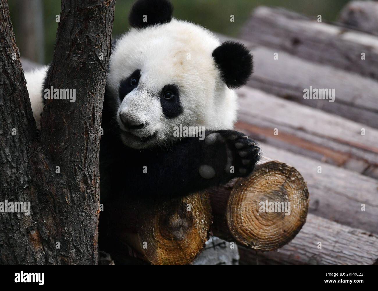 200331 -- XI AN, March 31, 2020 -- Giant panda Jia Jia plays at the ...