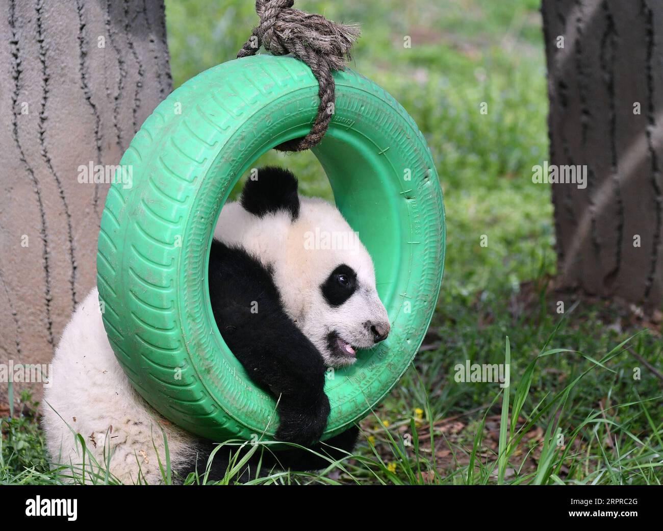 200331 -- XI AN, March 31, 2020 -- Giant panda Yuan Yuan plays at the ...