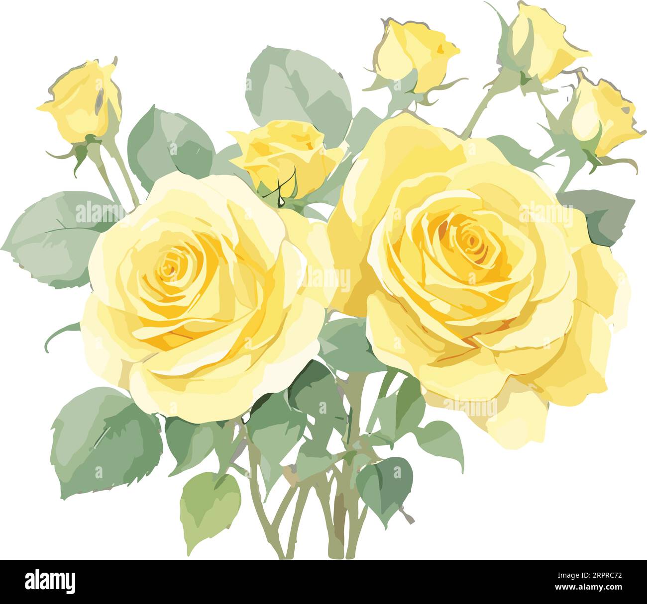 Hand drawn ranunculus drawing hi-res stock photography and images - Alamy