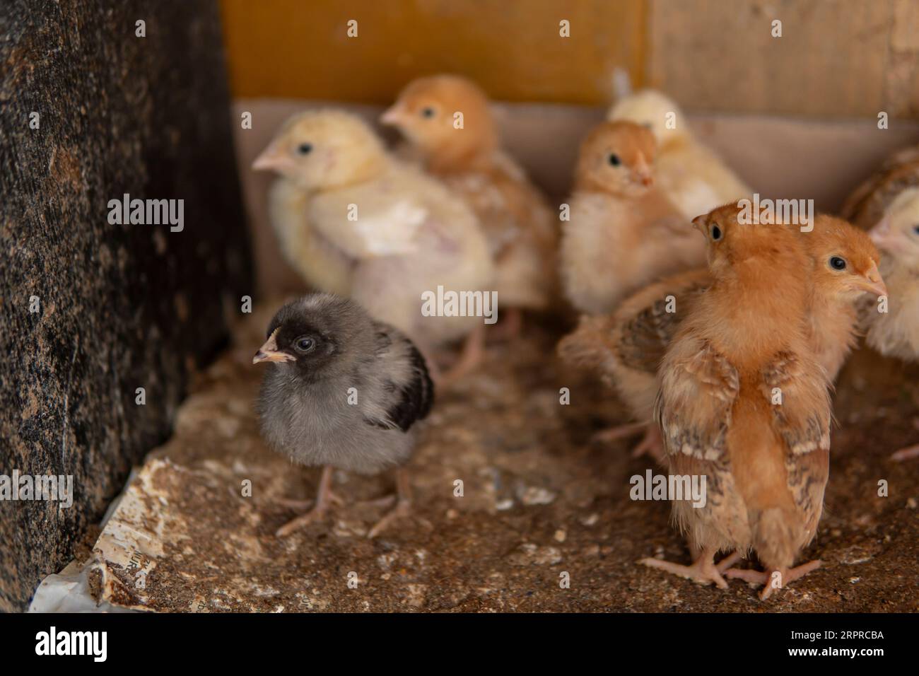 Detail of small yellow chickens inside of a wooden chicken coop Stock ...