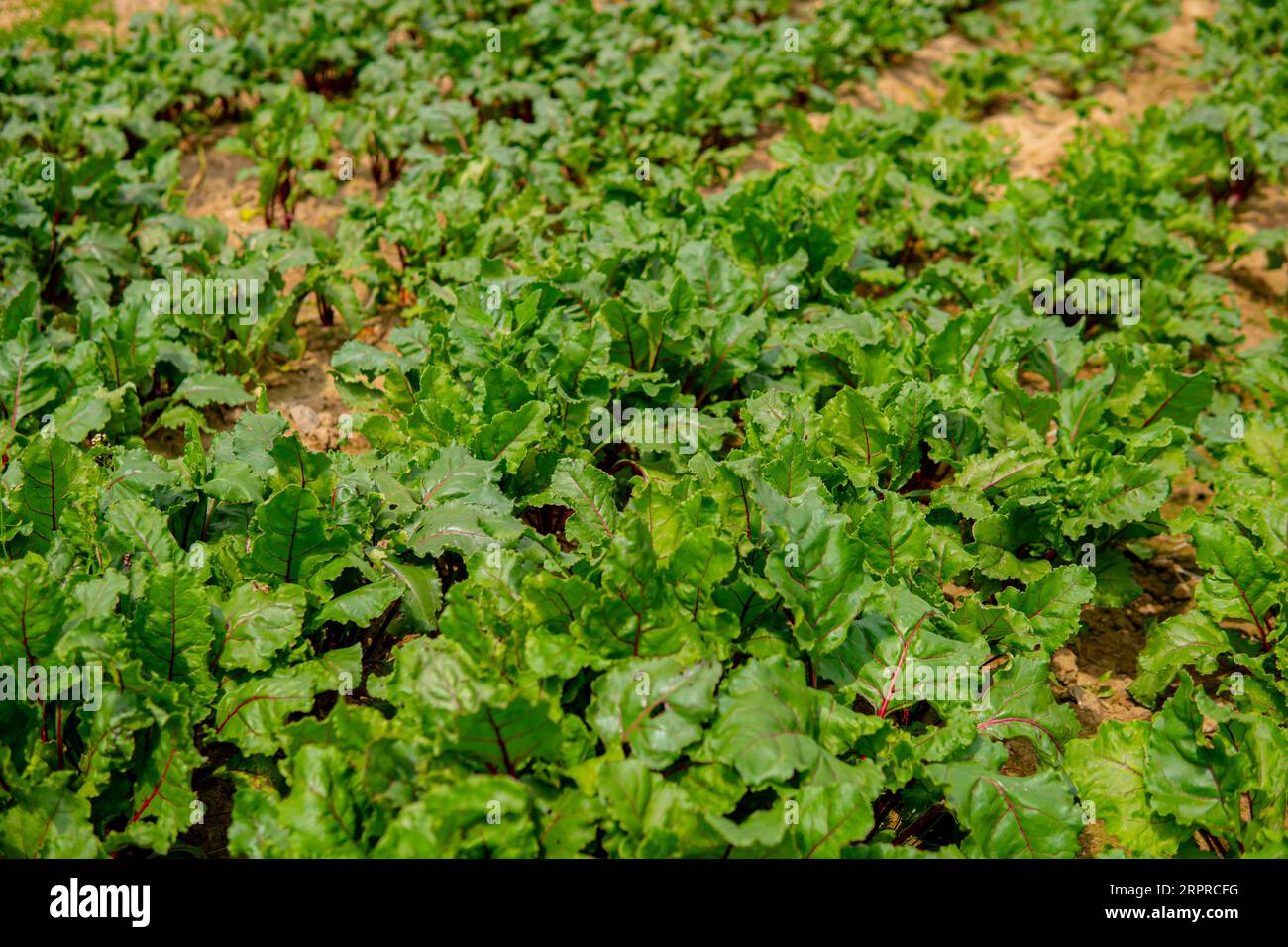 beetroot growing in the field in straight rows Stock Photo - Alamy
