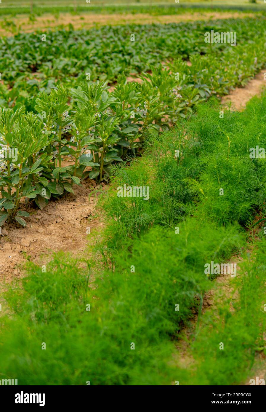 Fennel rows hi-res stock photography and images - Alamy