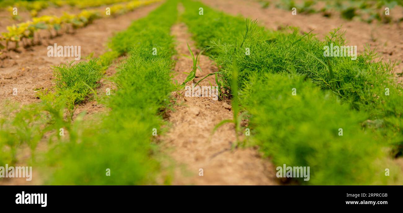 Fennel rows hi-res stock photography and images - Alamy