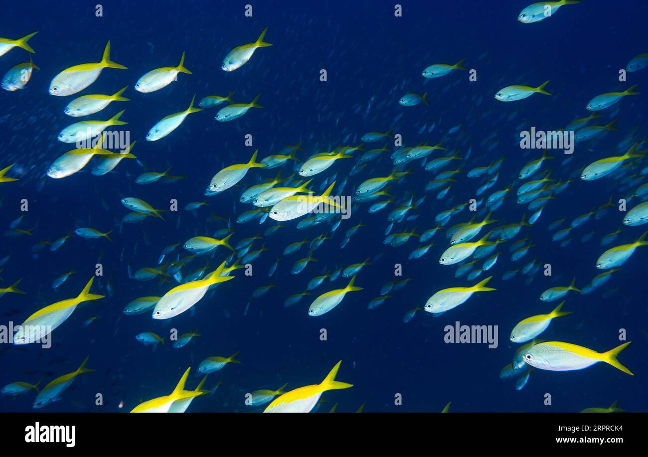 A vibrant school of fish swims in the crystal-clear waters near a rocky ...