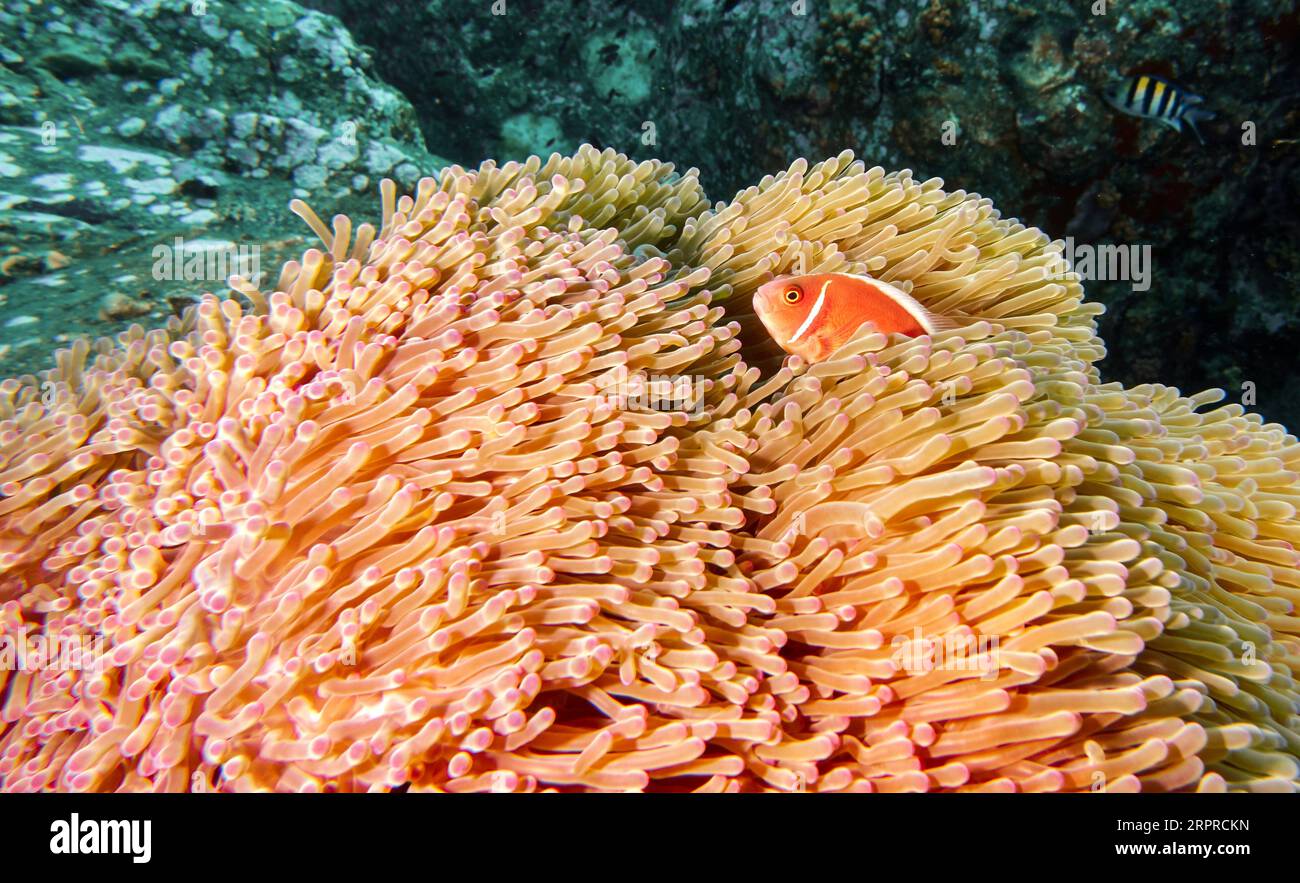 A bright and colorful Amphiprion perideraion fish peeking out from ...