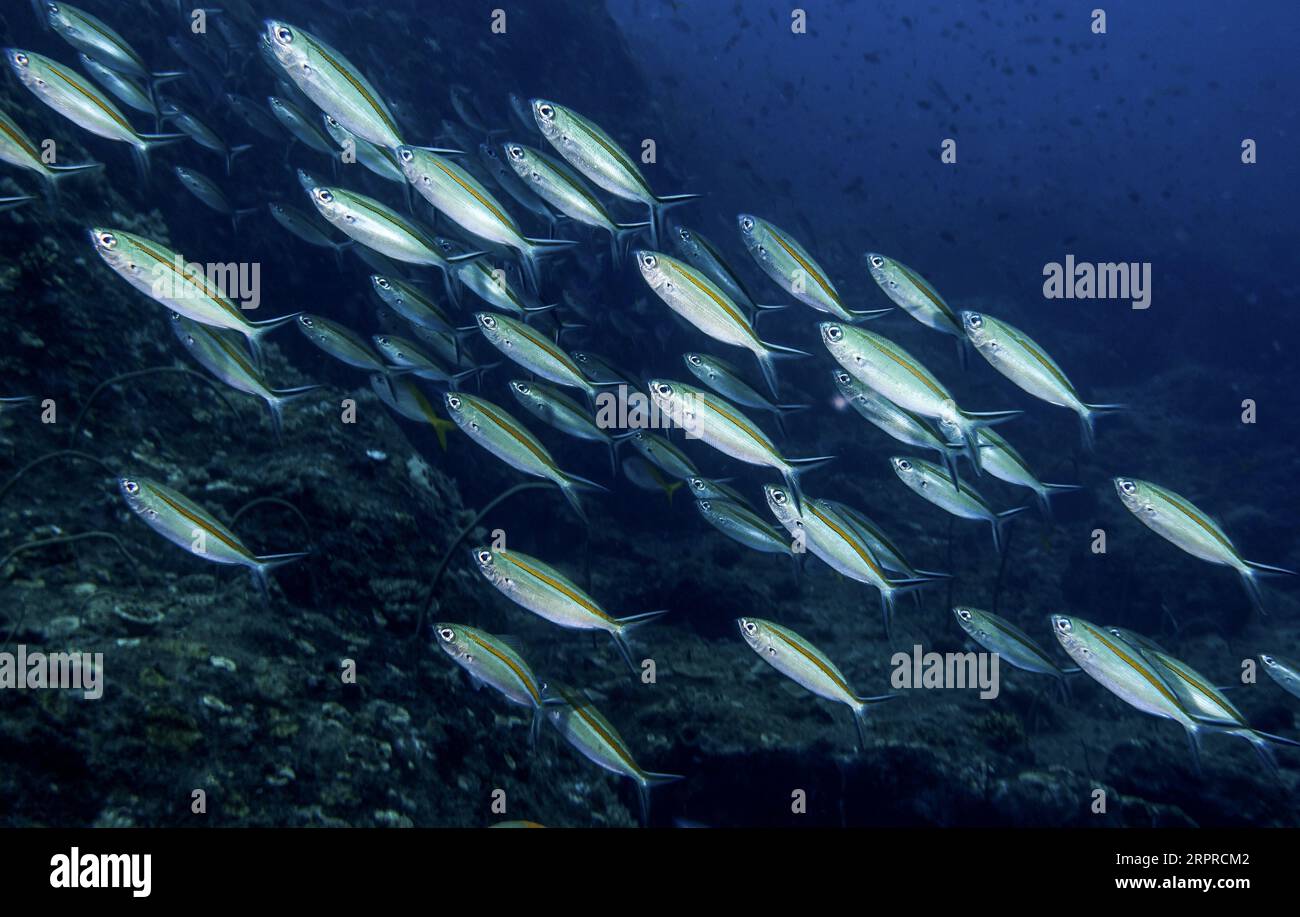 A school of fish can be seen swimming in the crystal clear blue ocean ...