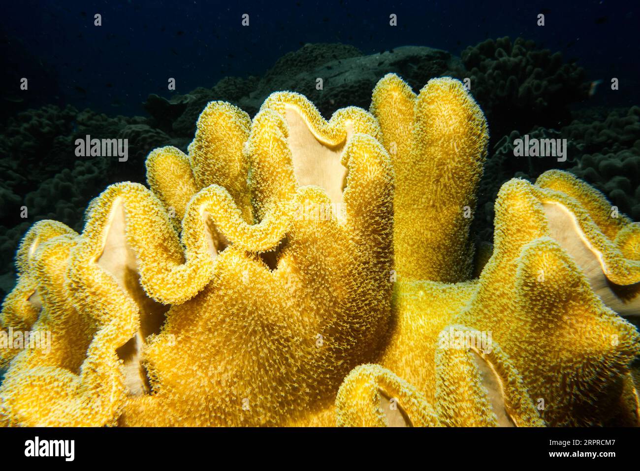 A vibrant yellow coral in the depths of the Red Sea Stock Photo - Alamy