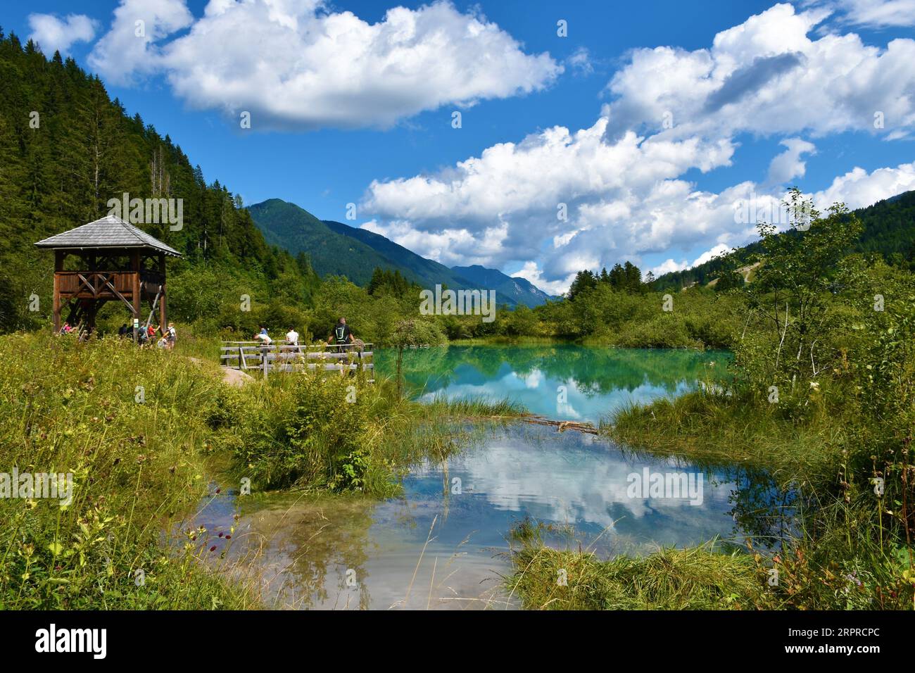 Spring of Sava Dolinka at Zelenci near Kranjska Gora, Gorenjska ...