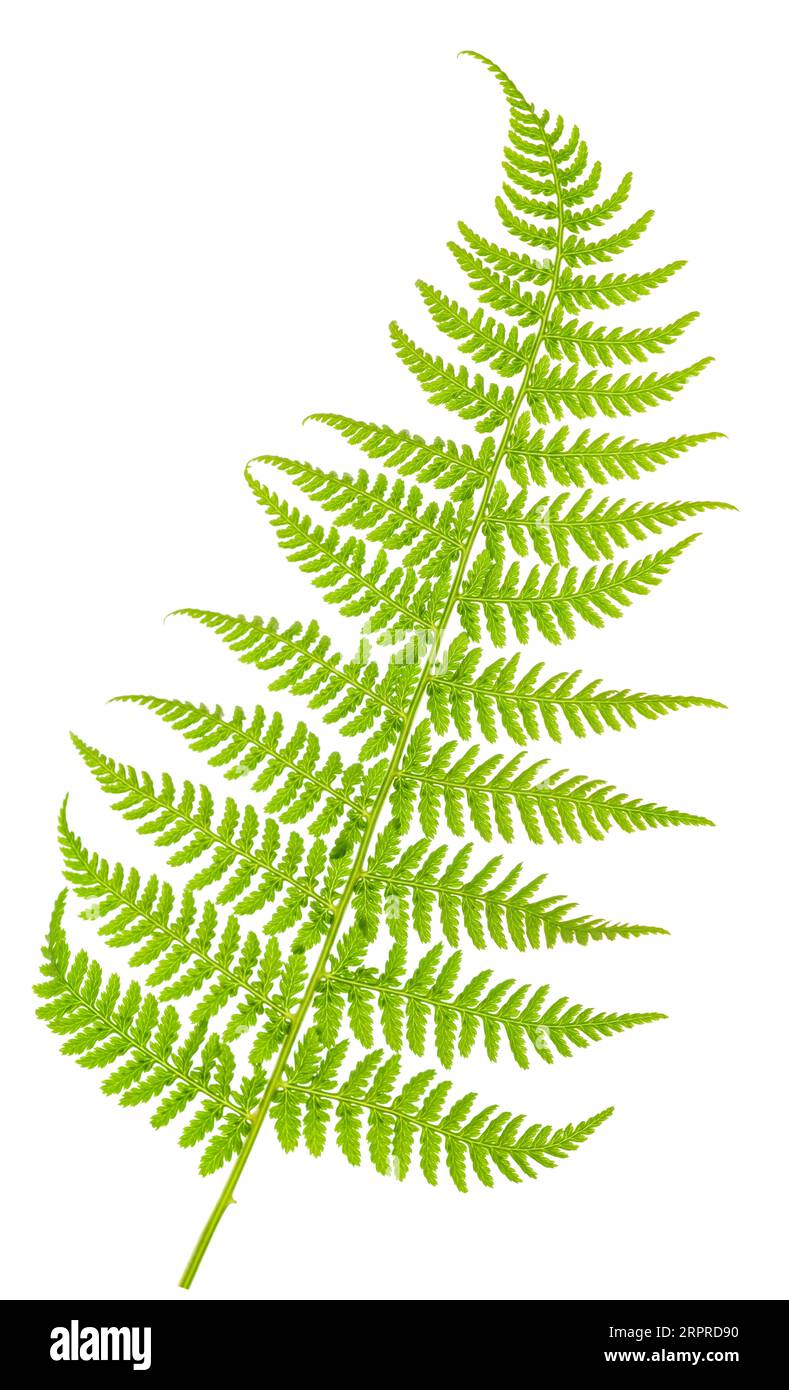 Fern leaves green fresh Cut Out Stock Images & Pictures - Alamy