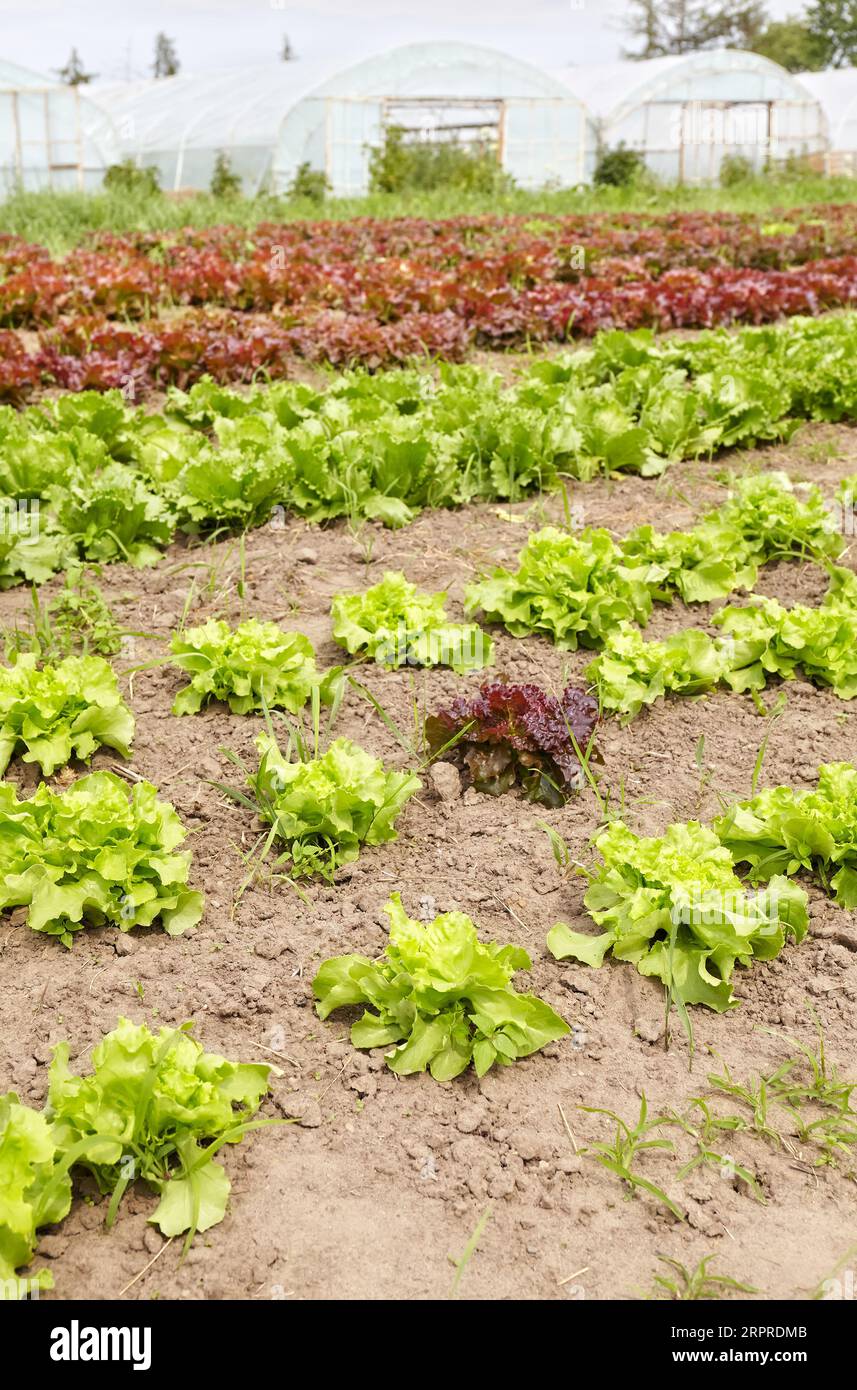 Lettuce field at organic farm, selective focus Stock Photo - Alamy